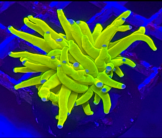 Productos – Blu Aquarium Store